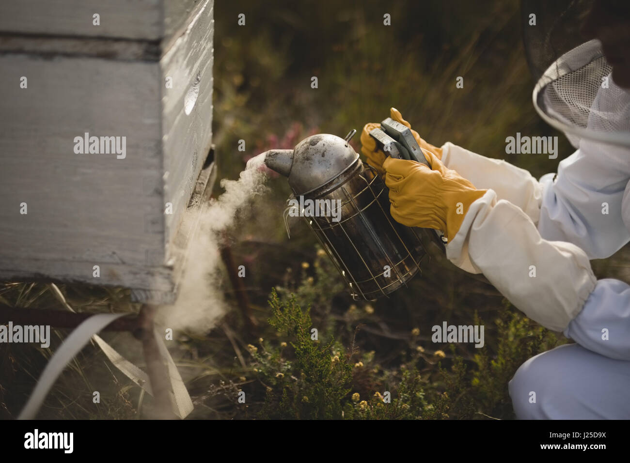 Cropped image of female beekeeper smoking bees in hive at apiary Stock ...
