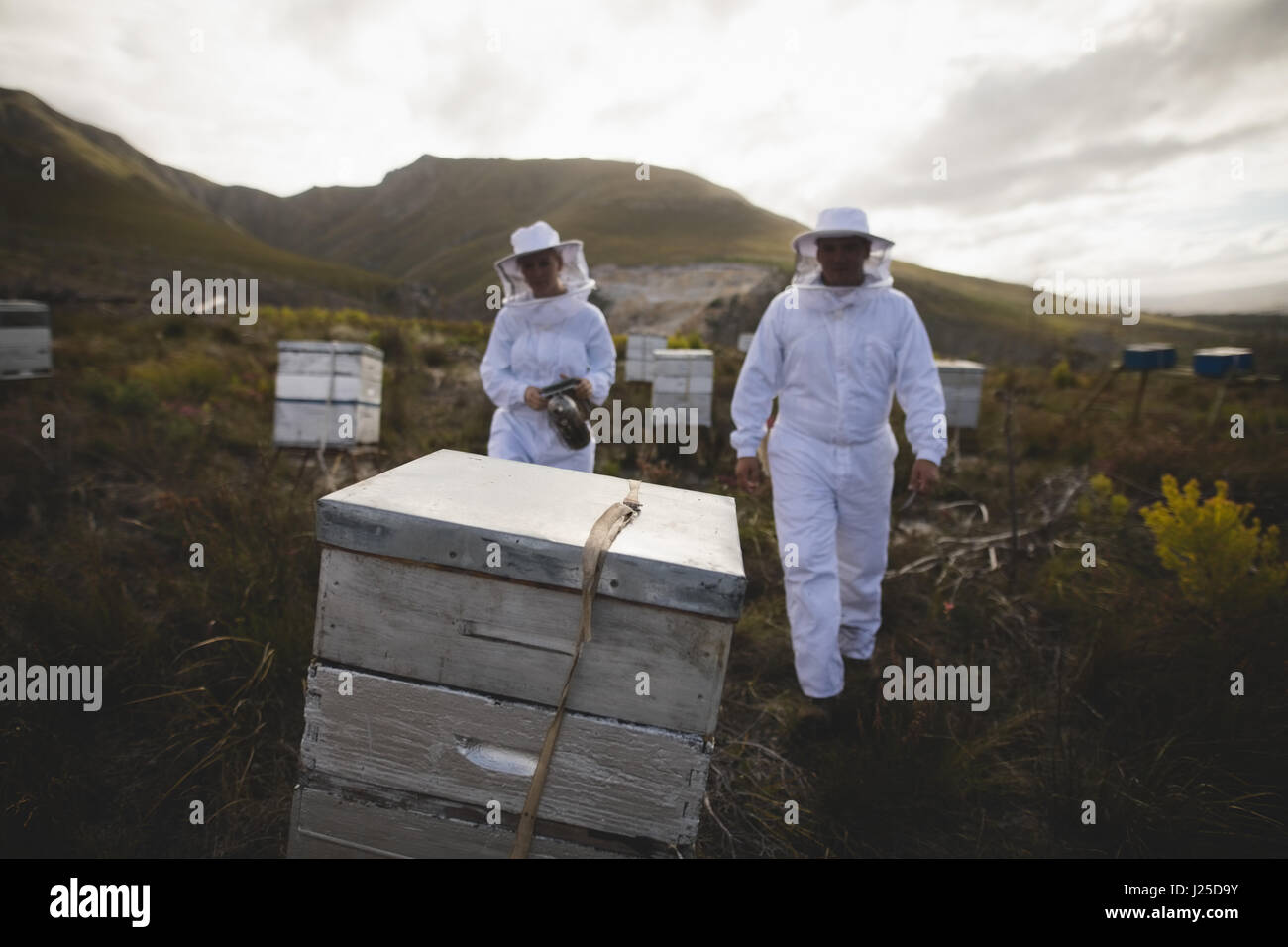 Male beekeeper beehives walking hi-res stock photography and images - Alamy