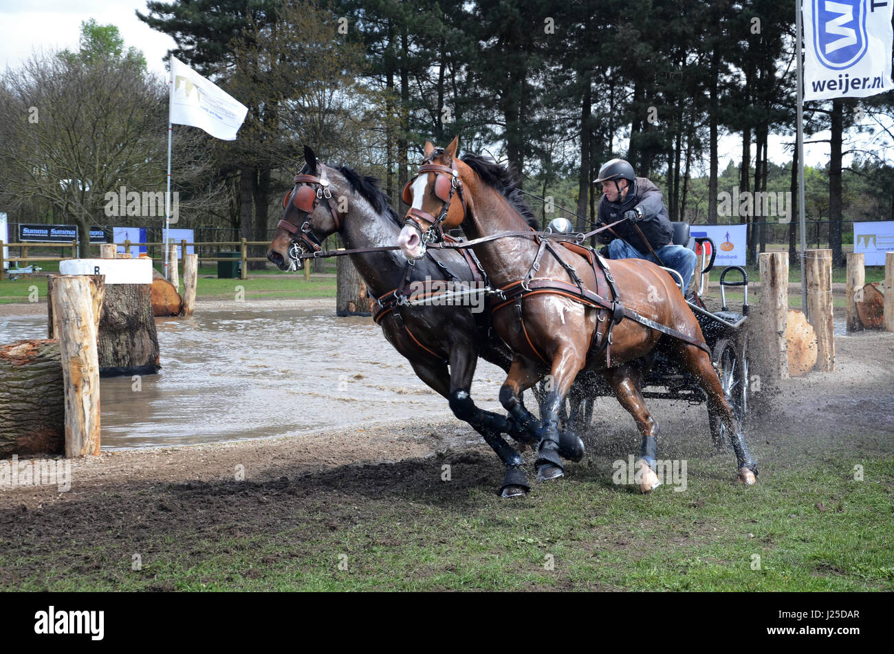 international carriage driving competitions, Horst, Limburg Netherlands ...