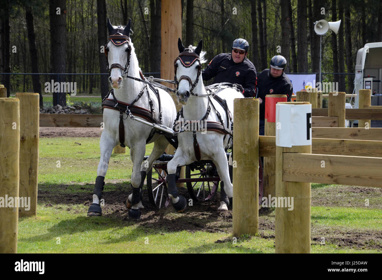 Carriage Driving Marathon High Resolution Stock Photography and Images ...