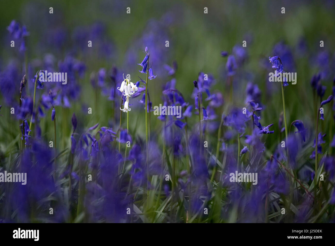Bluebells in micheldever wood hi-res stock photography and images - Alamy