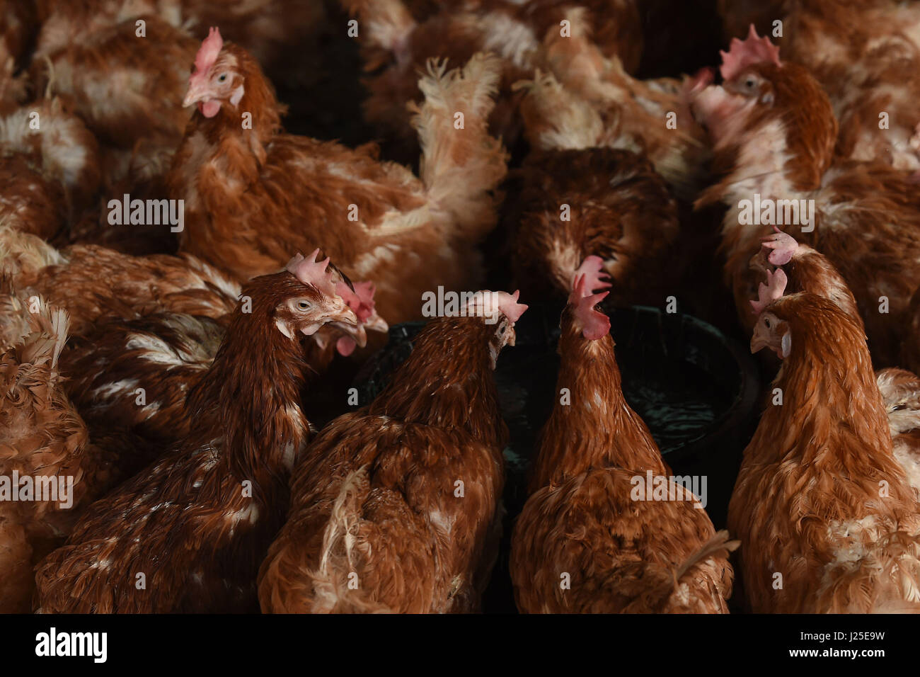 Brood of hens hi-res stock photography and images - Alamy