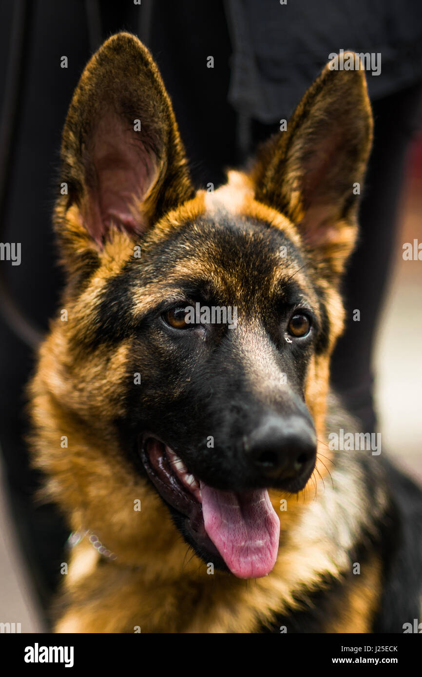Serious german shepherd hi-res stock photography and images - Alamy