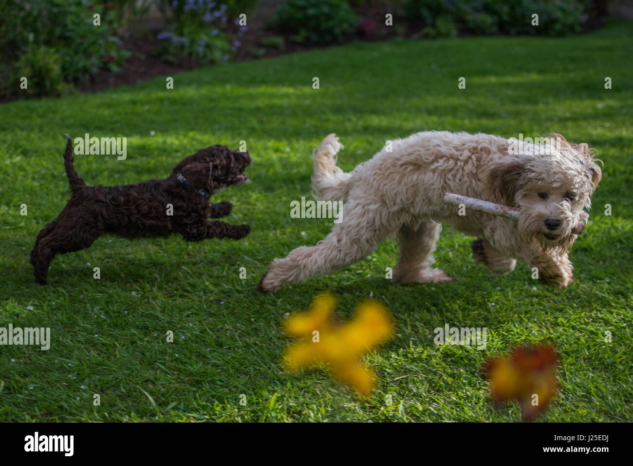 Two Dogs Playing Stock Photo - Alamy