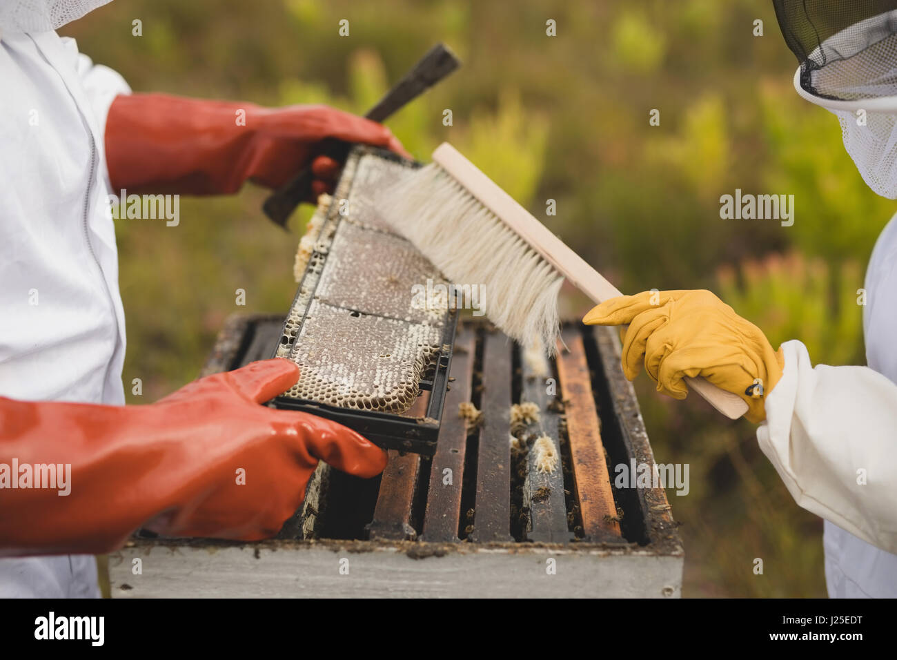 Cropped image of beekeepers brushing bee from honey frame at apiary ...