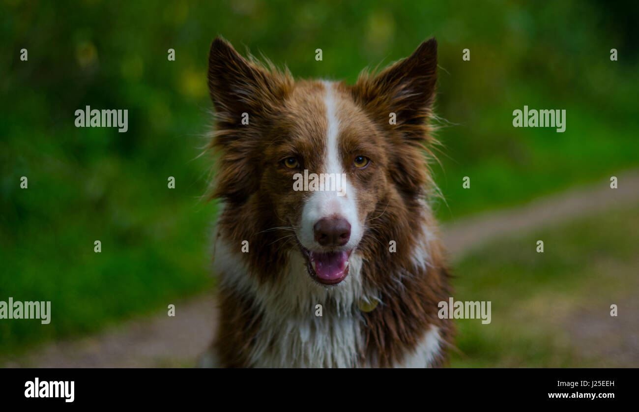 Happy Collie Dog Stock Photo - Alamy
