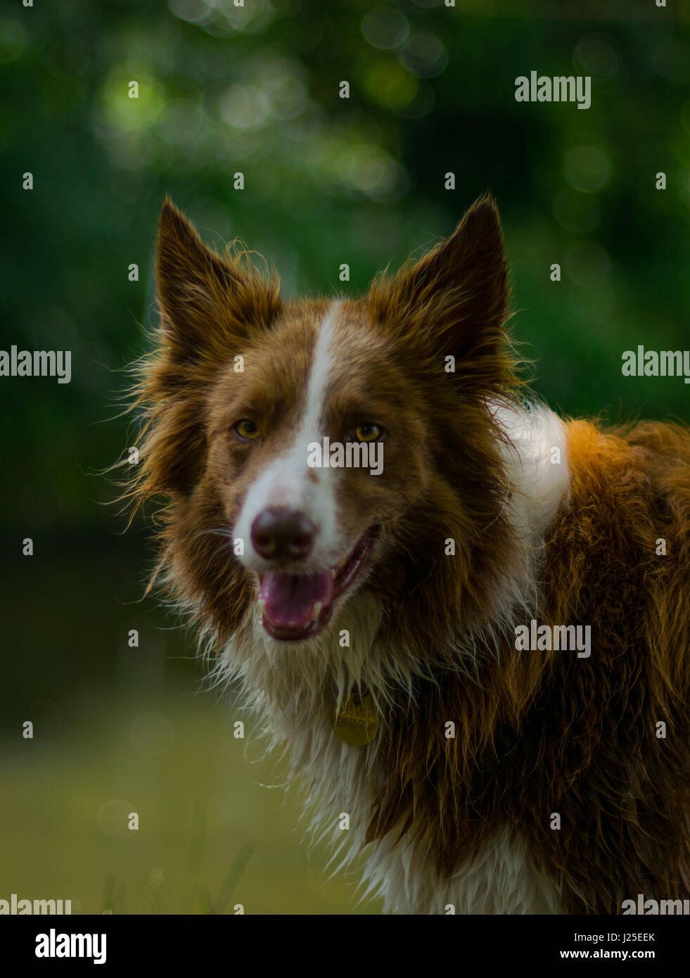 Happy brown dog hi-res stock photography and images - Alamy