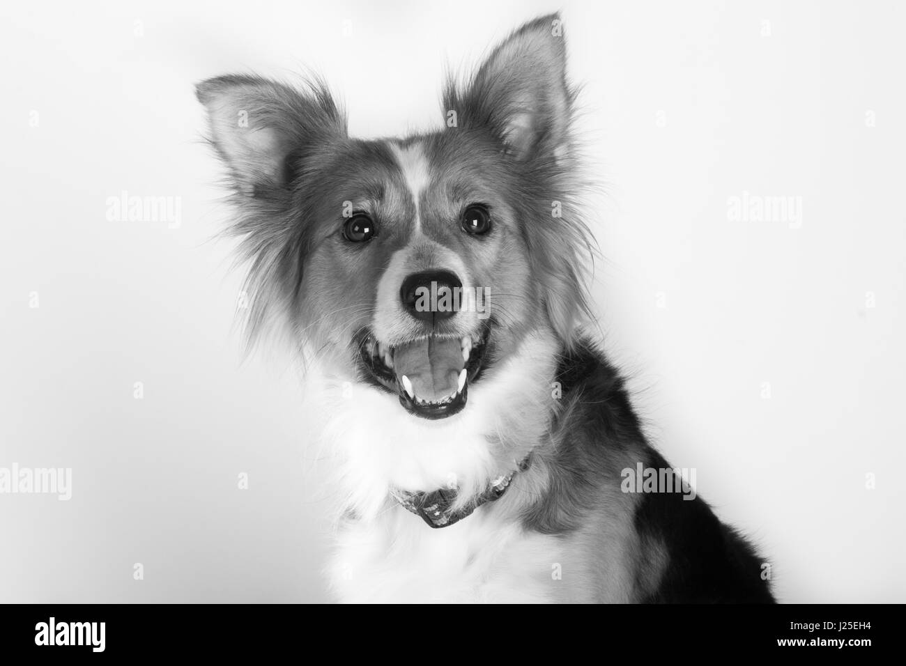 Smiling cute pet dog Black and White Stock Photos & Images - Alamy