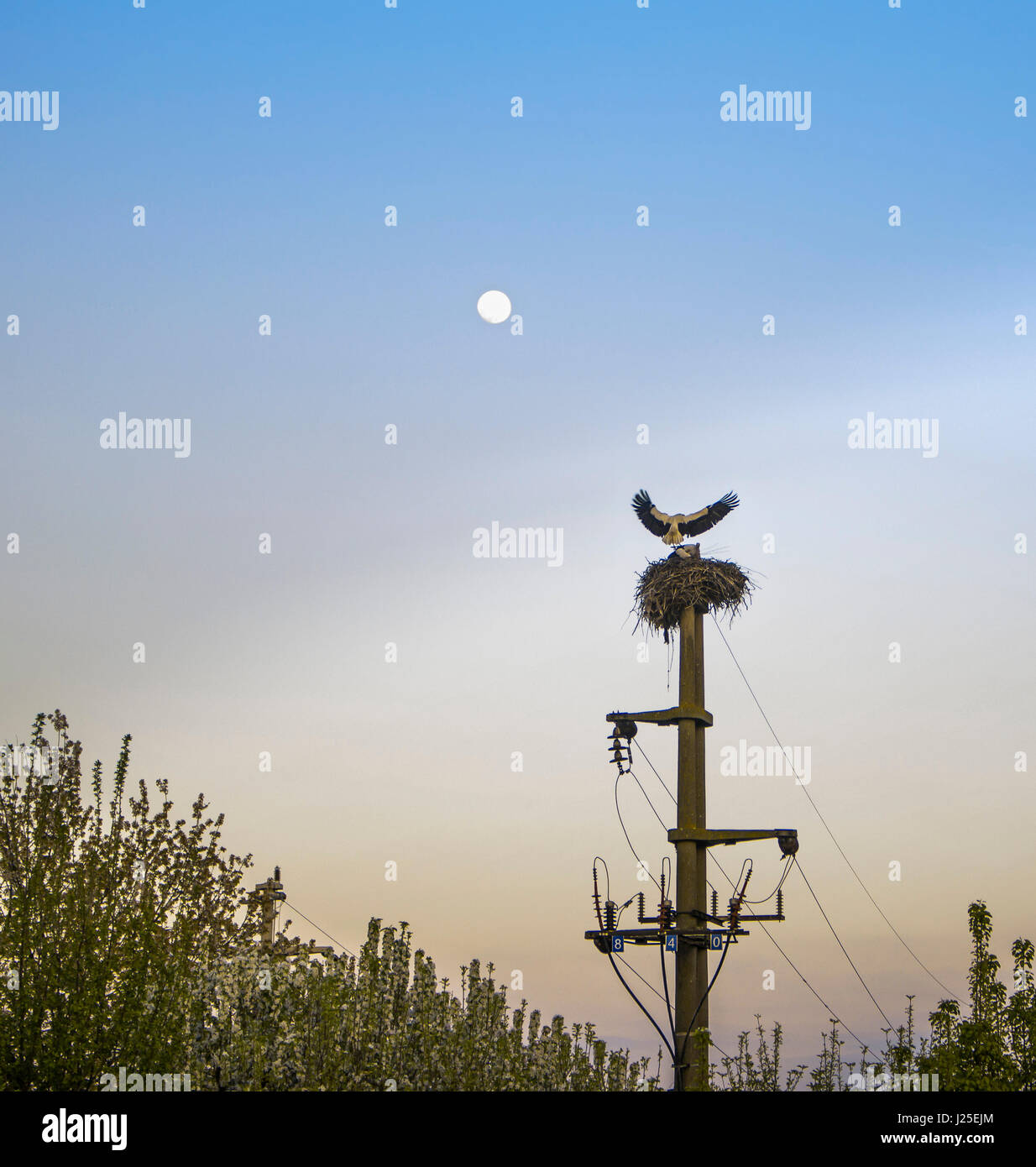 European male stork landing in a nest under a full moon. Female stork ...