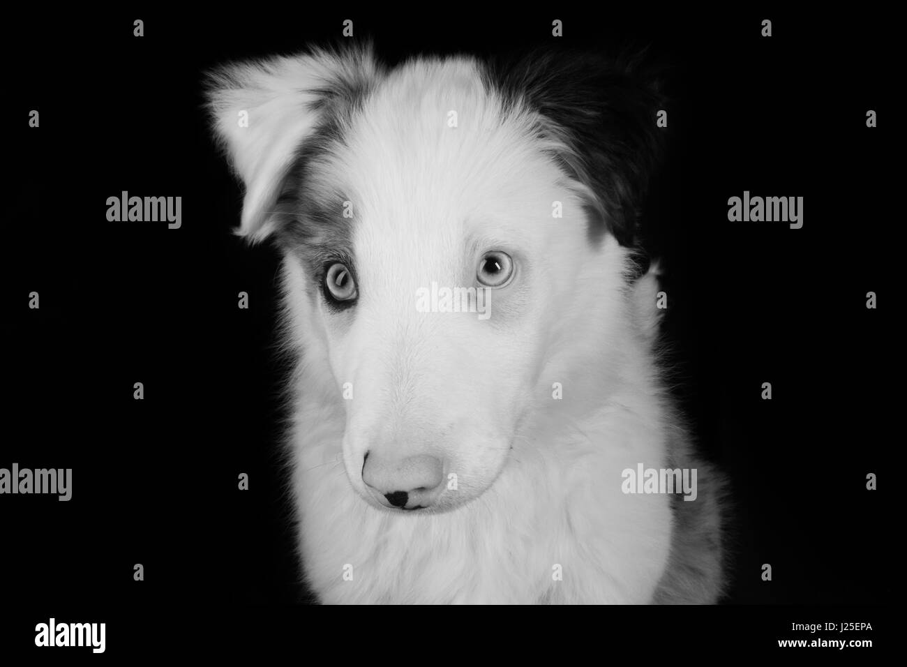 Blue merle hi-res stock photography and images - Alamy