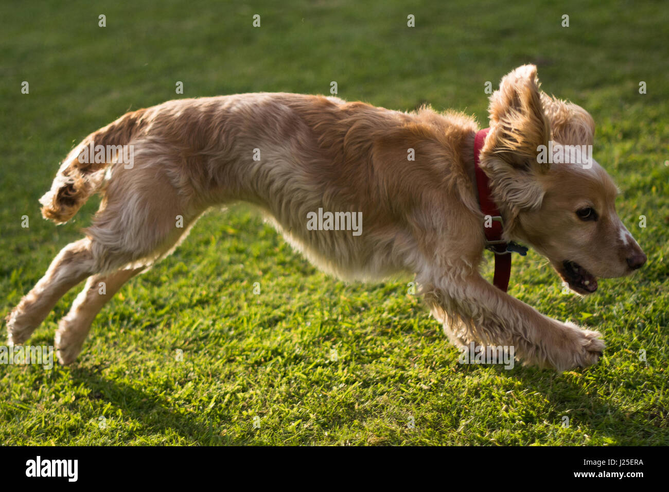 Lick your teeth hi-res stock photography and images - Alamy