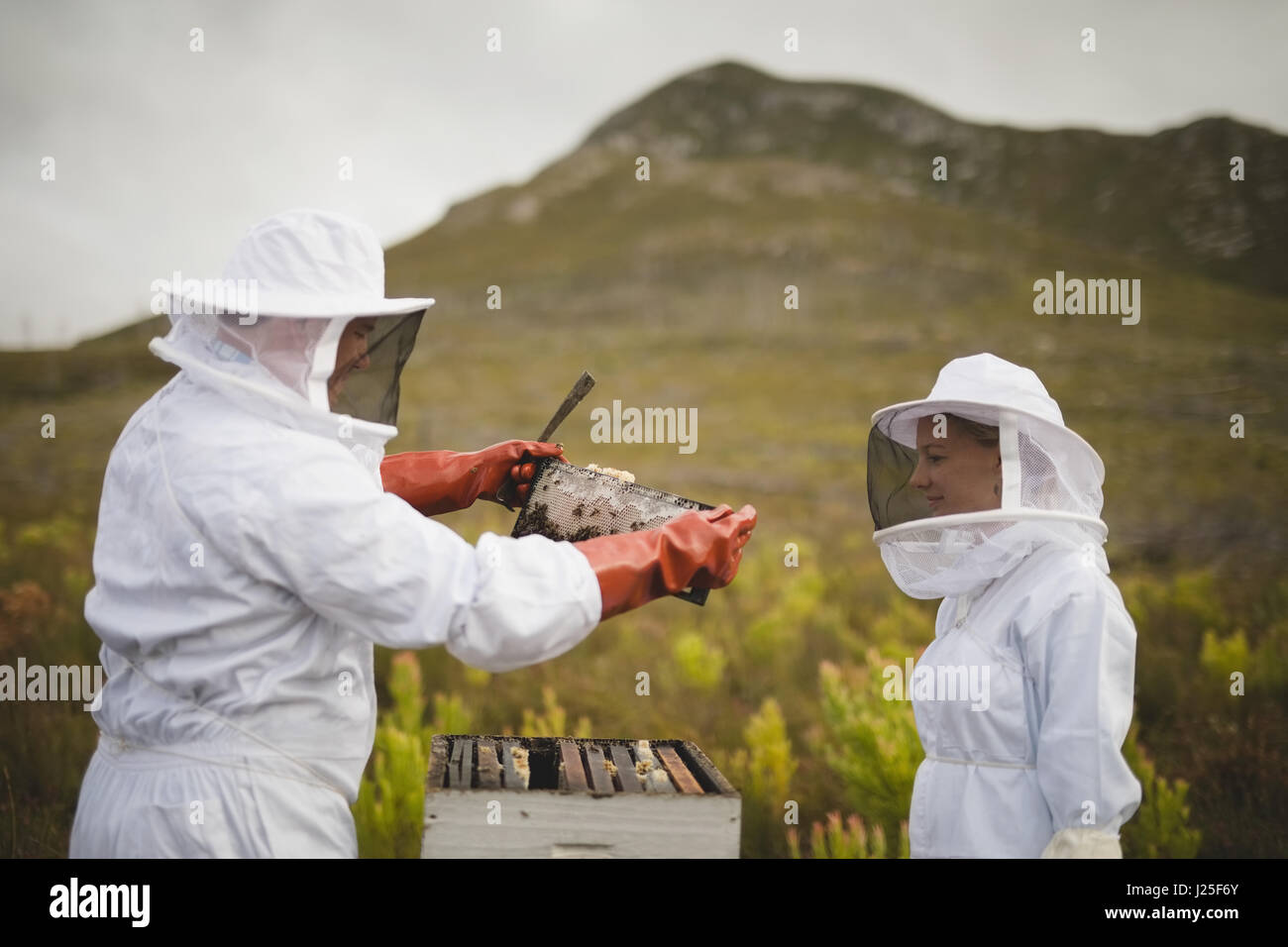 Beekeepers holding examining beehive hi-res stock photography and ...