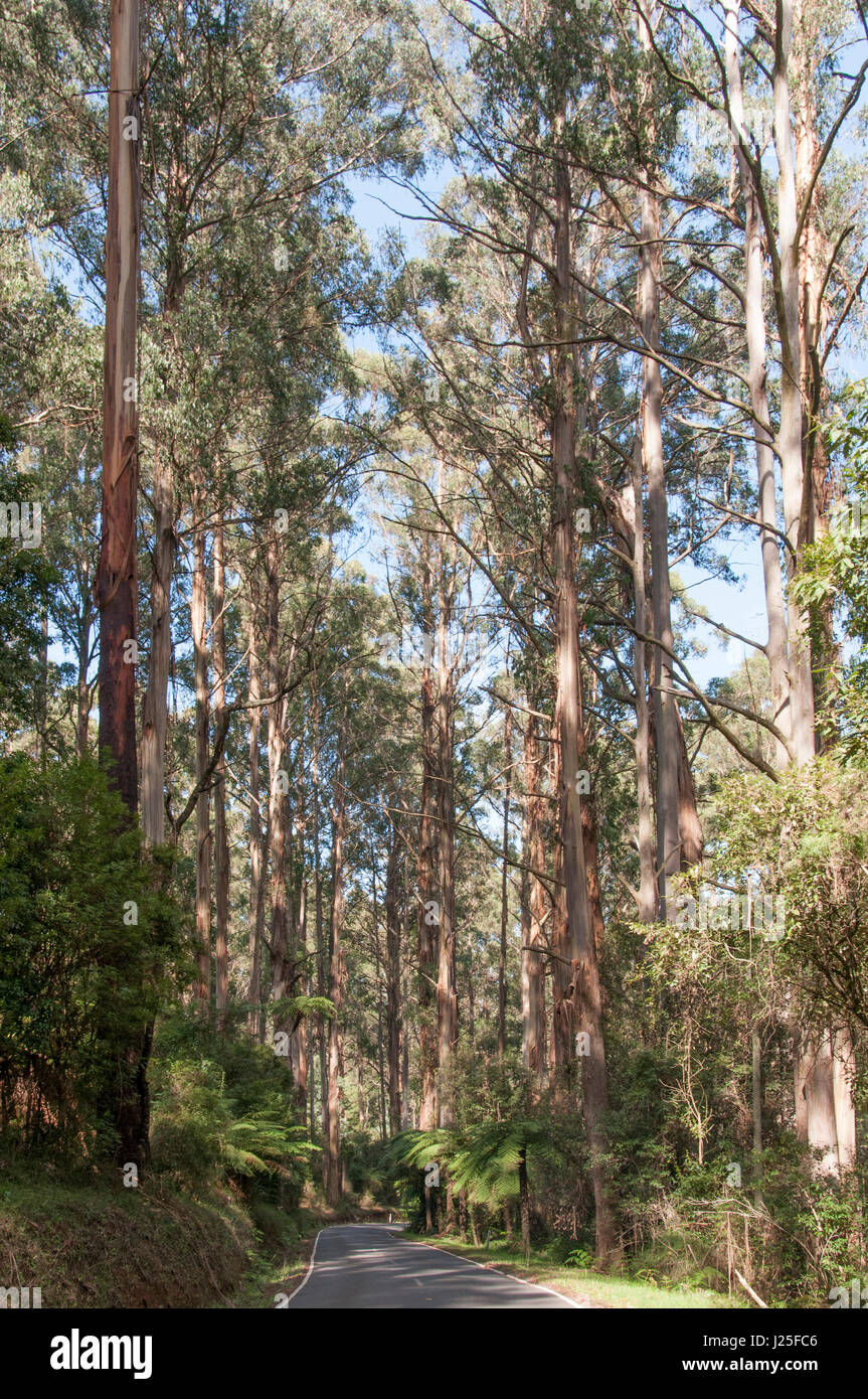 Mountain ash forest at Mt St Leonard, Yarra Ranges National Park ...