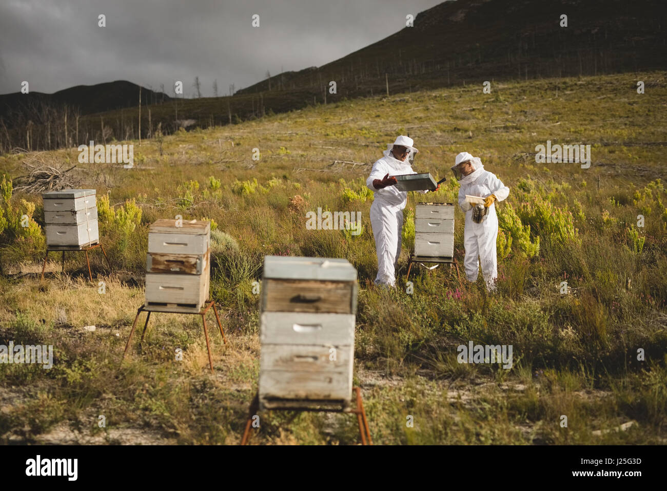 Male and female beekeepers working on beehive at apiary Stock Photo - Alamy