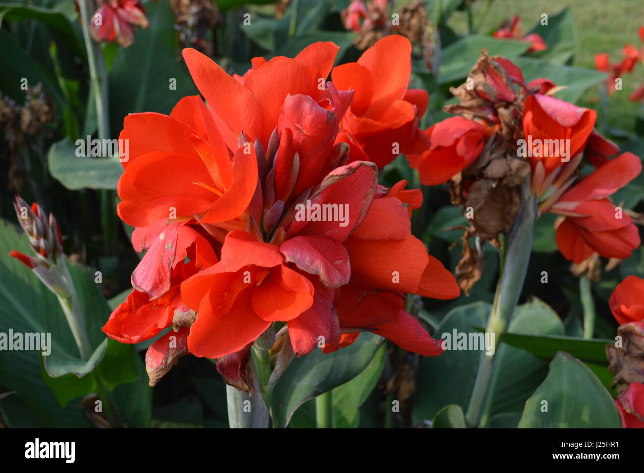 Shots from the garden hi-res stock photography and images - Alamy