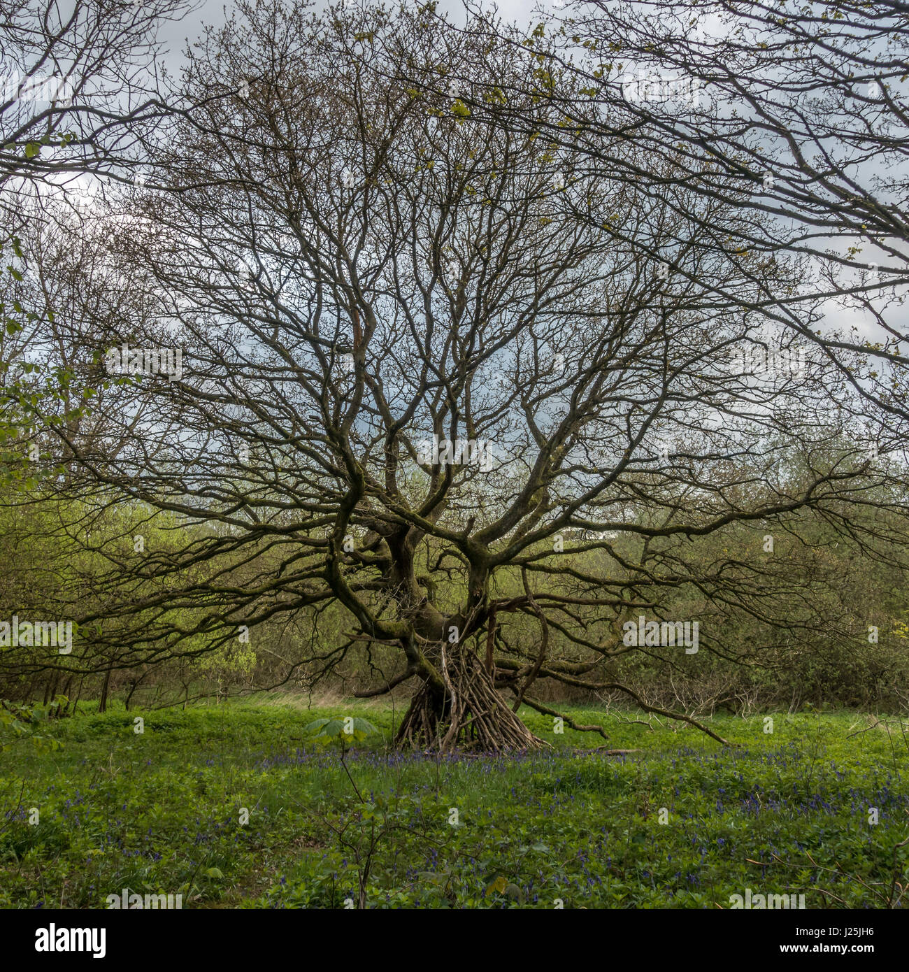 House of sticks hi-res stock photography and images - Alamy