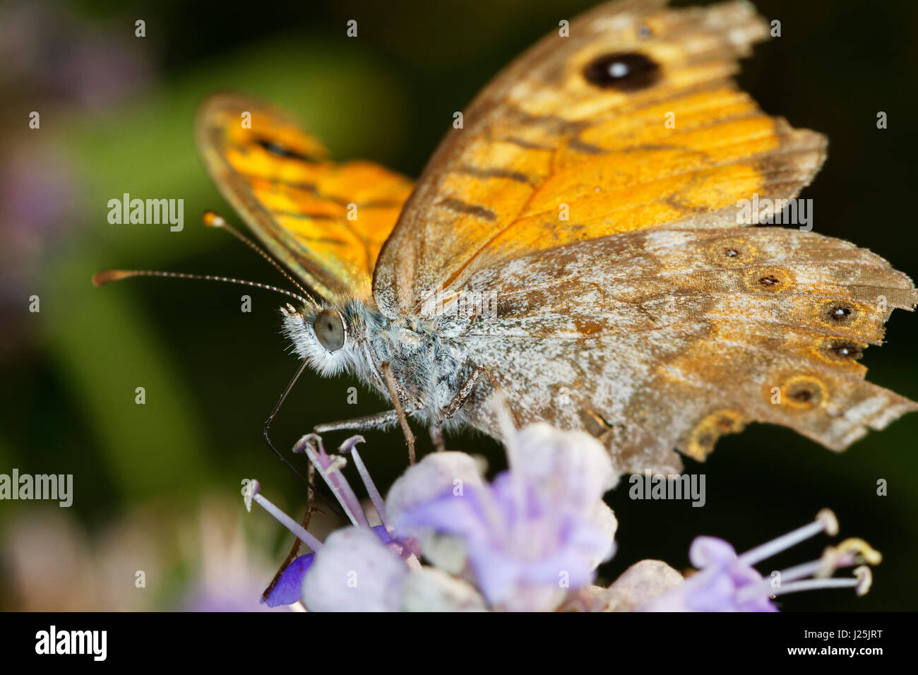 butterfly from Hvar island, Croatia Stock Photo - Alamy