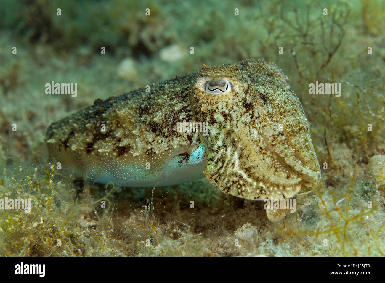 The common cuttlefish from the Adriatic Sea near Hvar island, Croatia ...