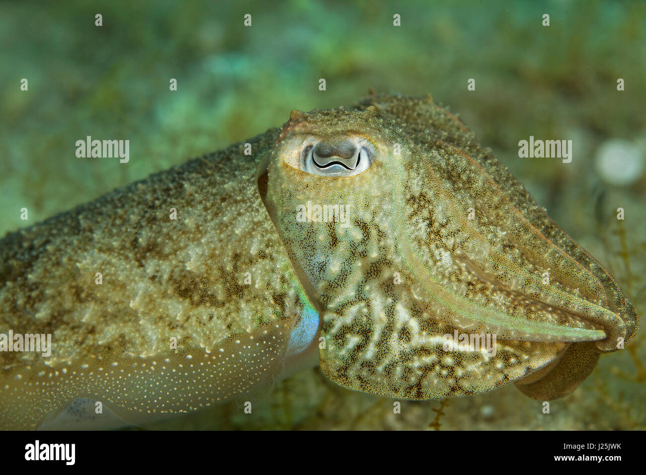 The common cuttlefish from the Adriatic Sea near Hvar island, Croatia ...