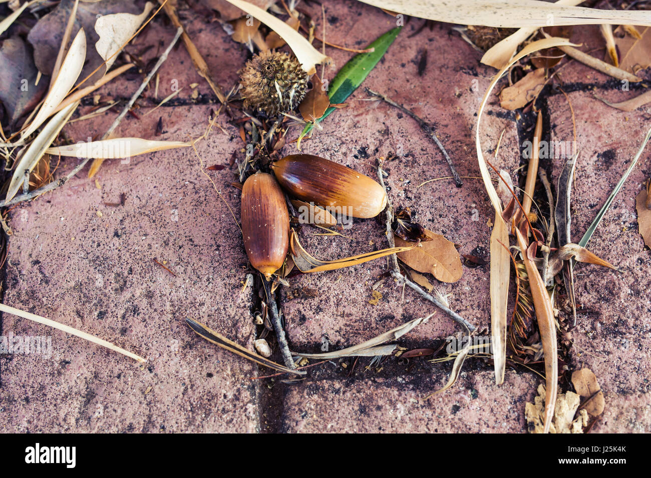 Acorn shells hi-res stock photography and images - Alamy