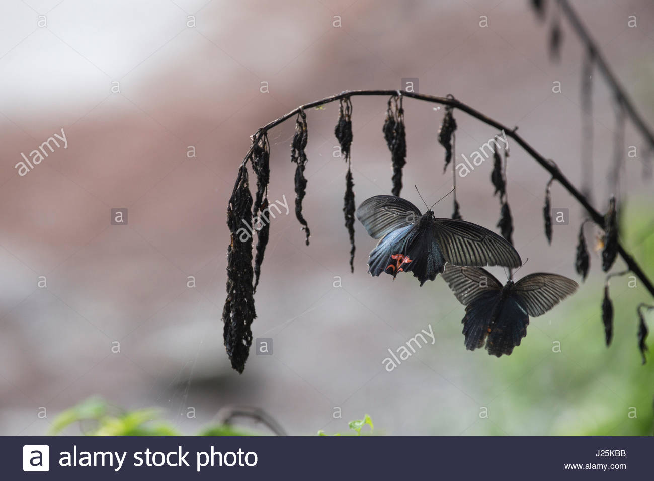 Butterflies Of India Stock Photos & Butterflies Of India Stock Images ...