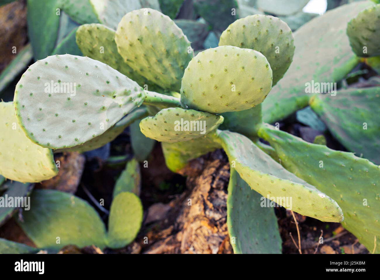 Fast growing cactus hi-res stock photography and images - Alamy