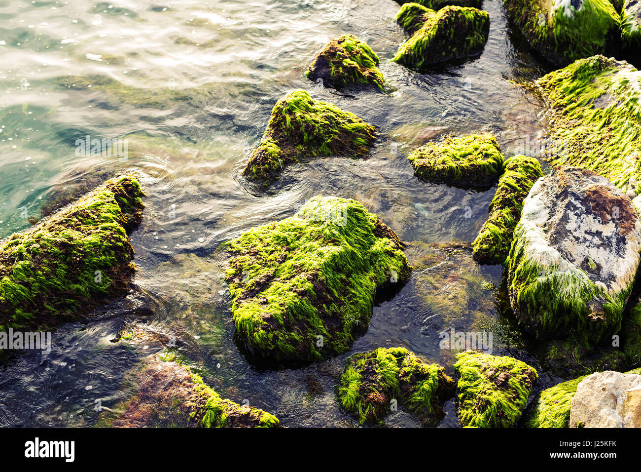 Shore of sea with green seaweed and mossy on stones in water. Top view ...