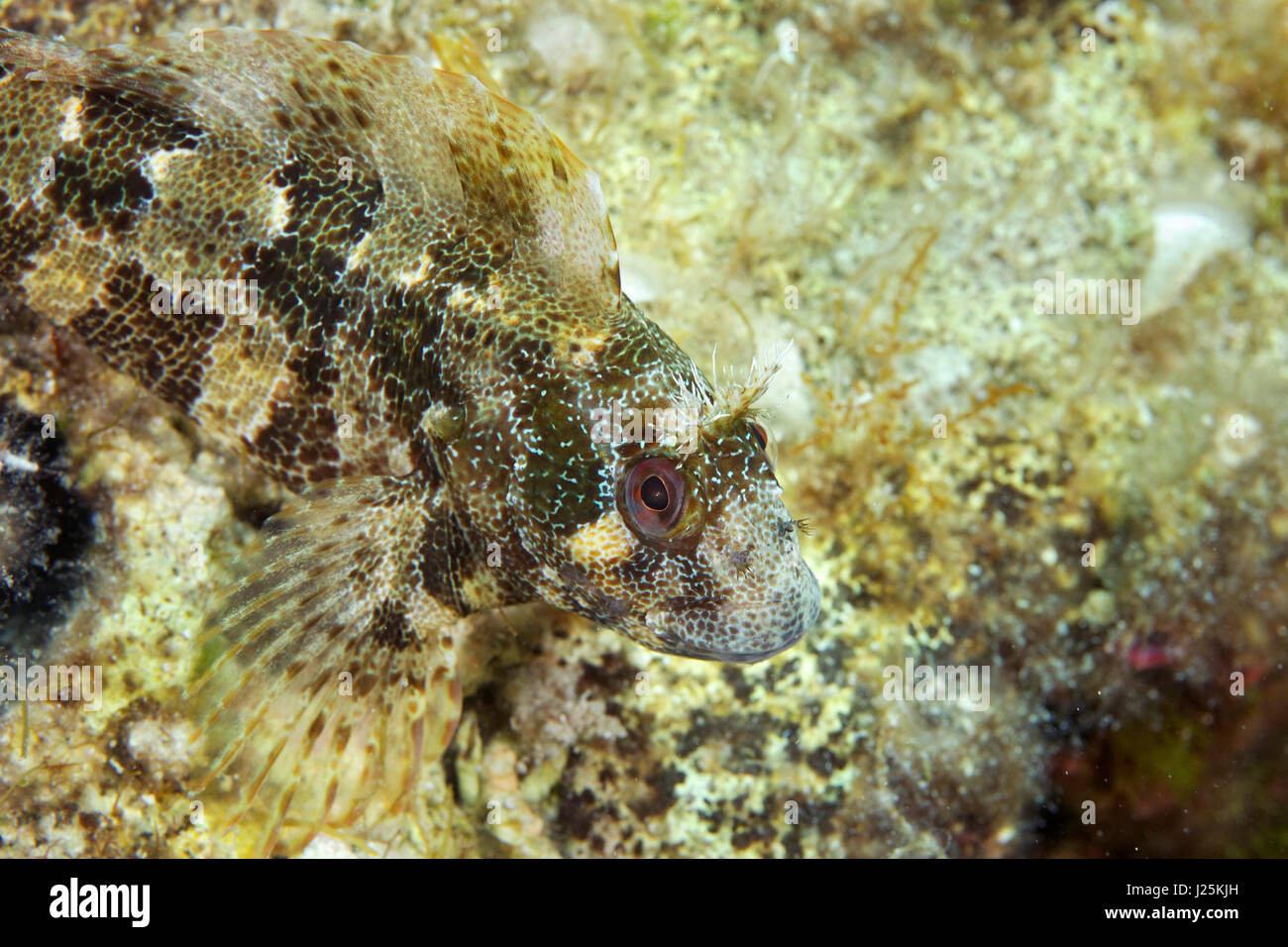 The blenny fish from Krk island, Croatia Stock Photo - Alamy
