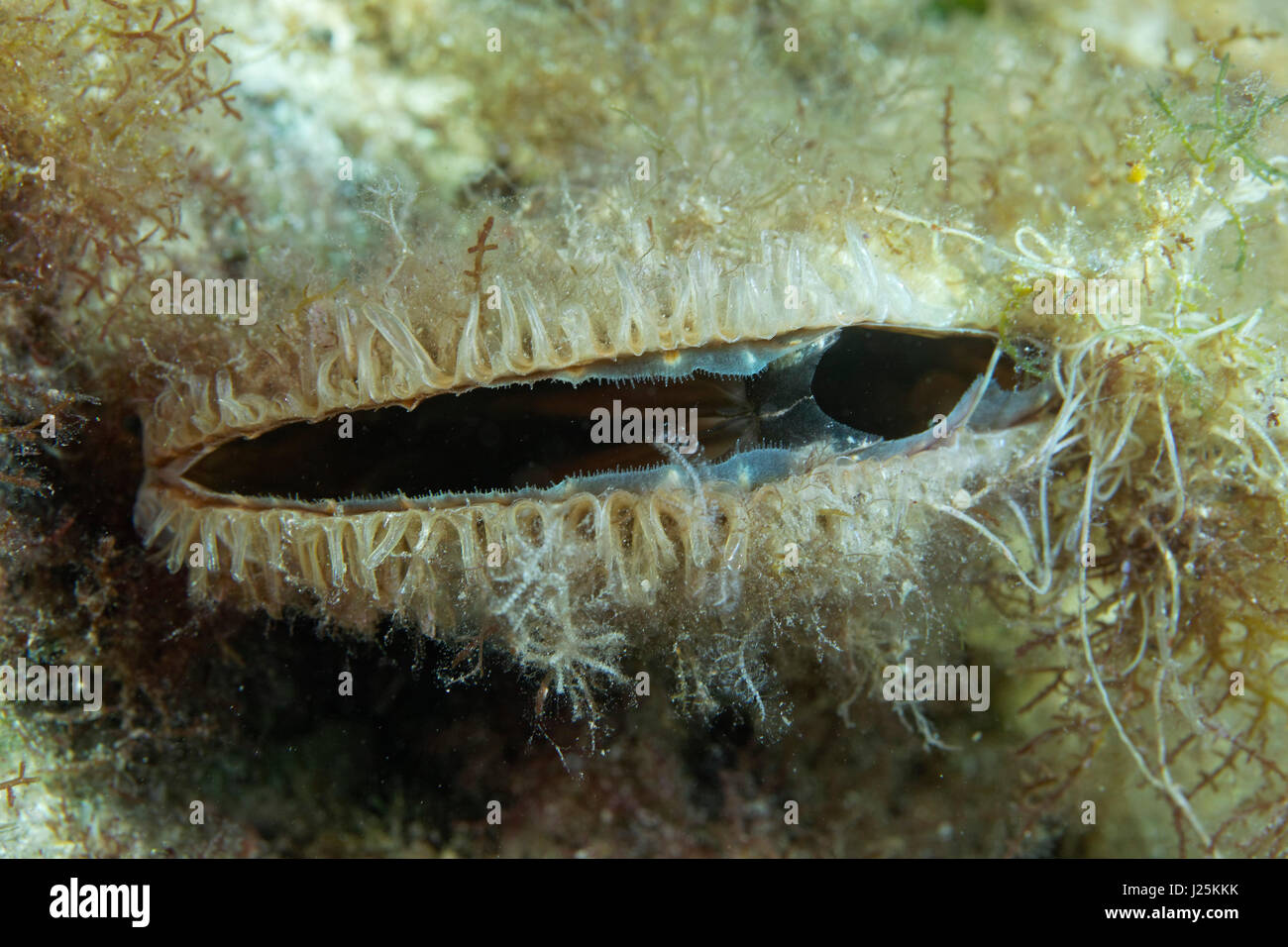 The noble pen shell in the Adriatic Sea near Hvar island, Croatia Stock ...
