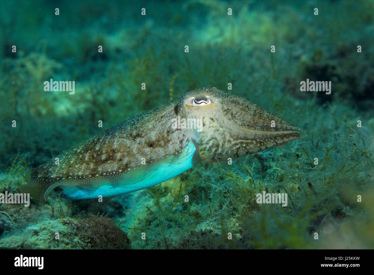 The common cuttlefish from the Adriatic Sea near Hvar island, Croatia ...