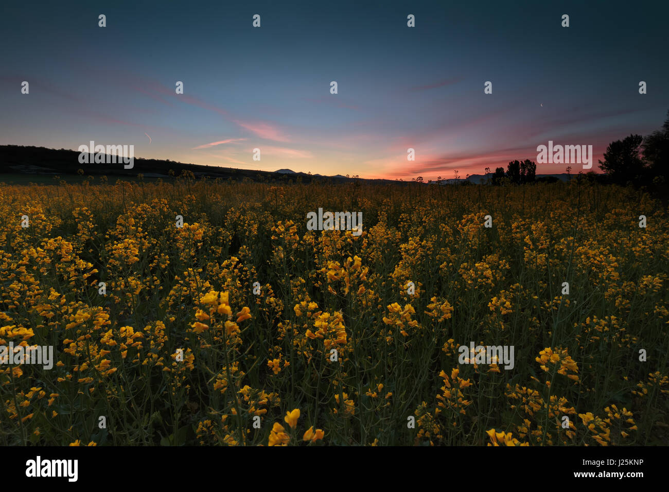 Colza fields hi-res stock photography and images - Alamy
