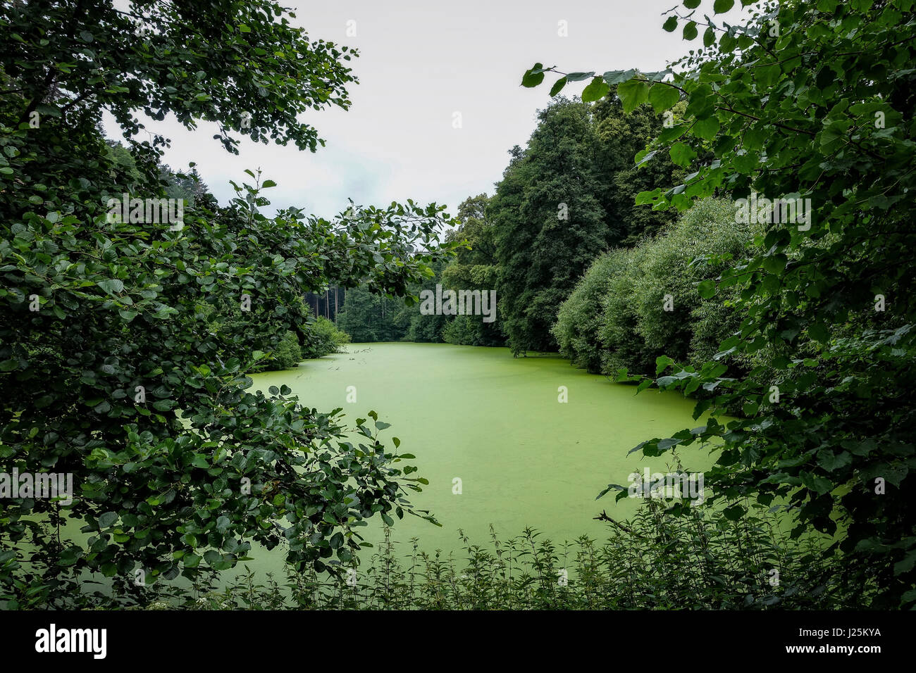 Overgrown with green algae pond in the park Stock Photo - Alamy