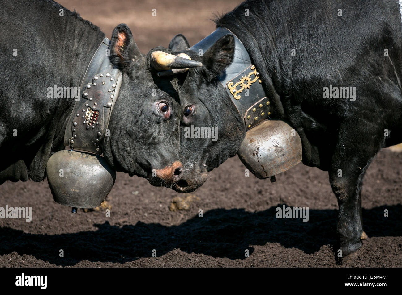 Eringer cows locking horns during a cow fight, tradition, heritage from ...