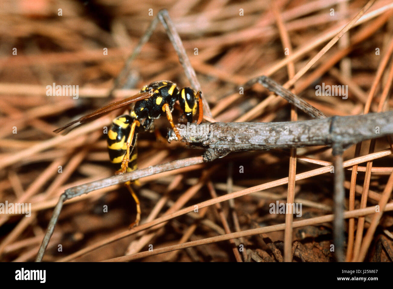 Wasp attacks the stick insect on the forest floor Stock Photo - Alamy