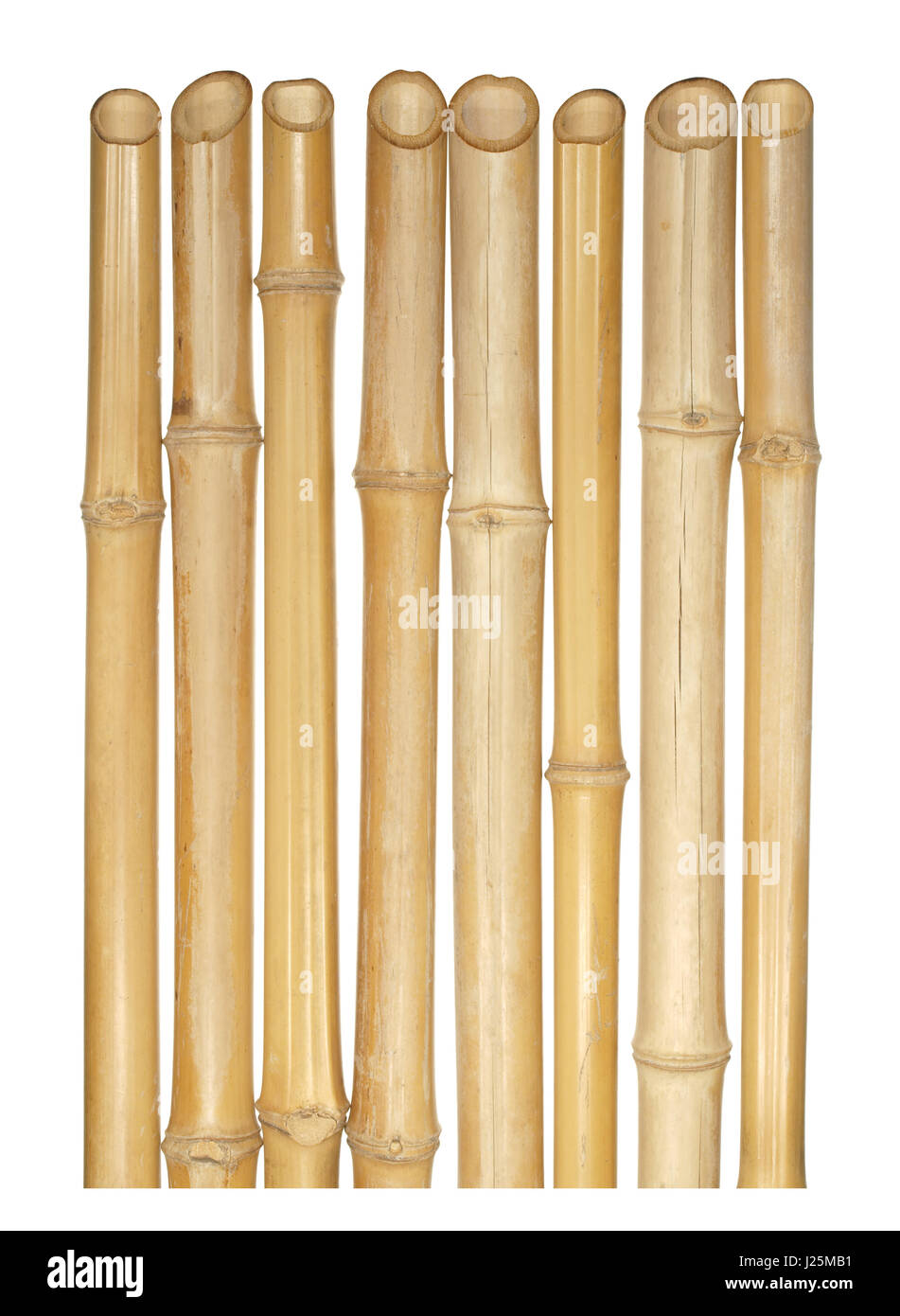 The trunks of various thicknesses of dry bamboo isolated on white ...