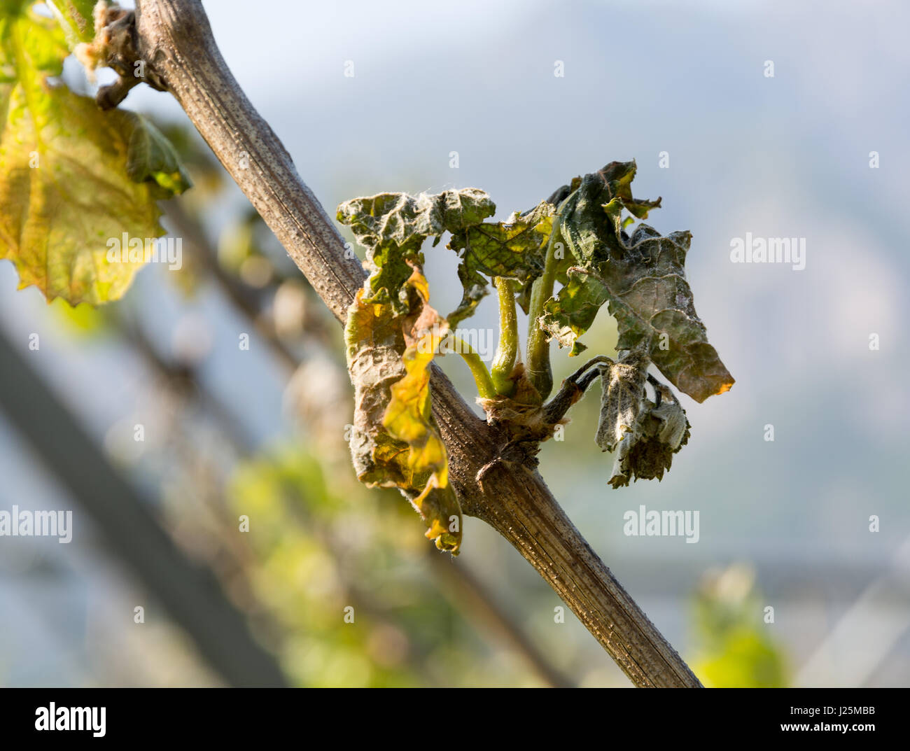 Vineyard hit by the cold. Natural disaster - dried grape leaves due to ...
