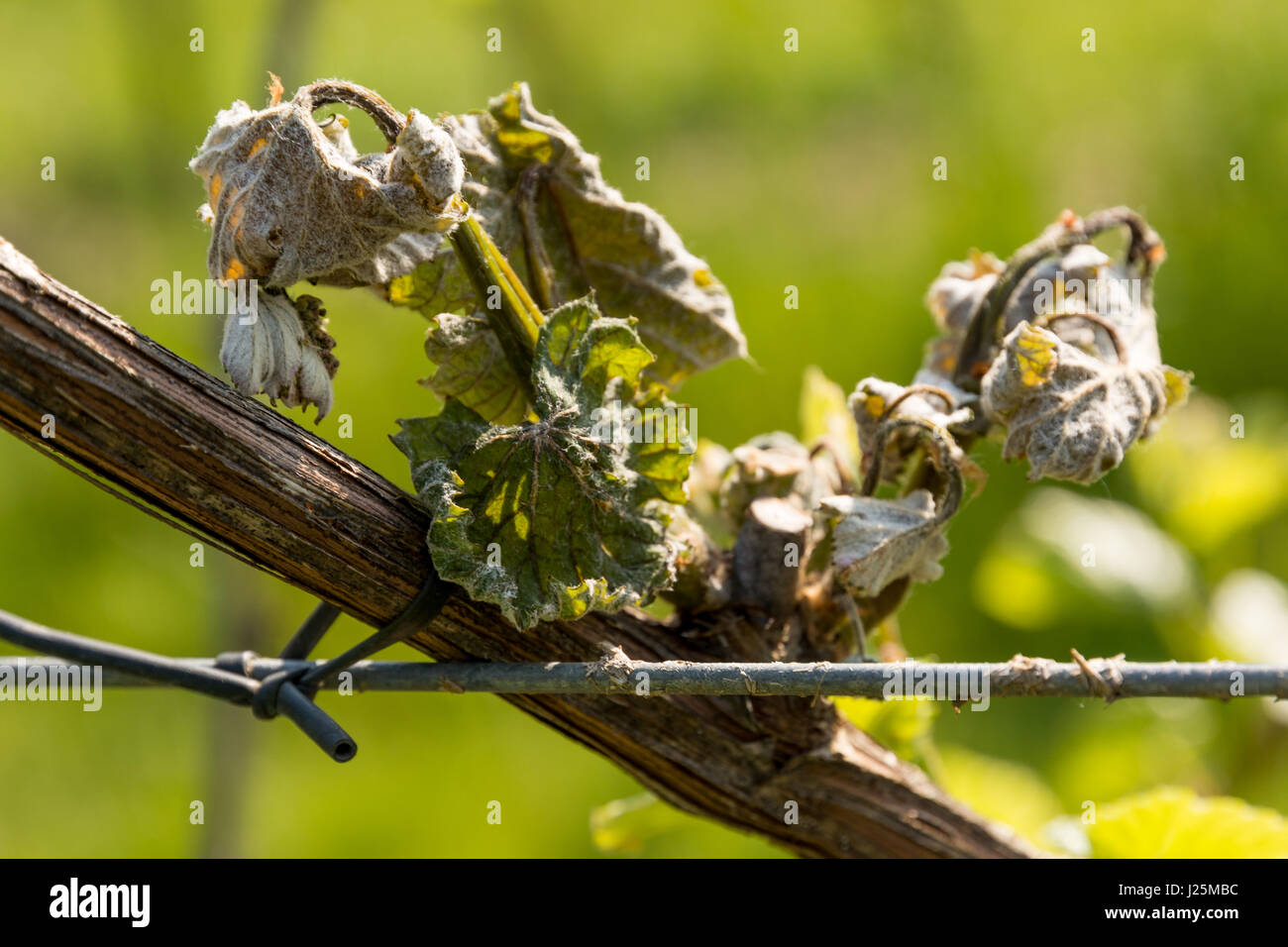 Vineyard hit by the cold. Natural disaster - dried grape leaves due to ...