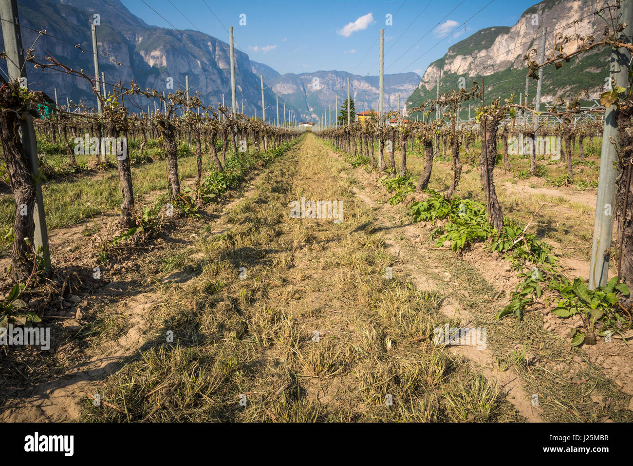 Vineyard hit by the cold. Natural disaster - dried grape leaves due to ...