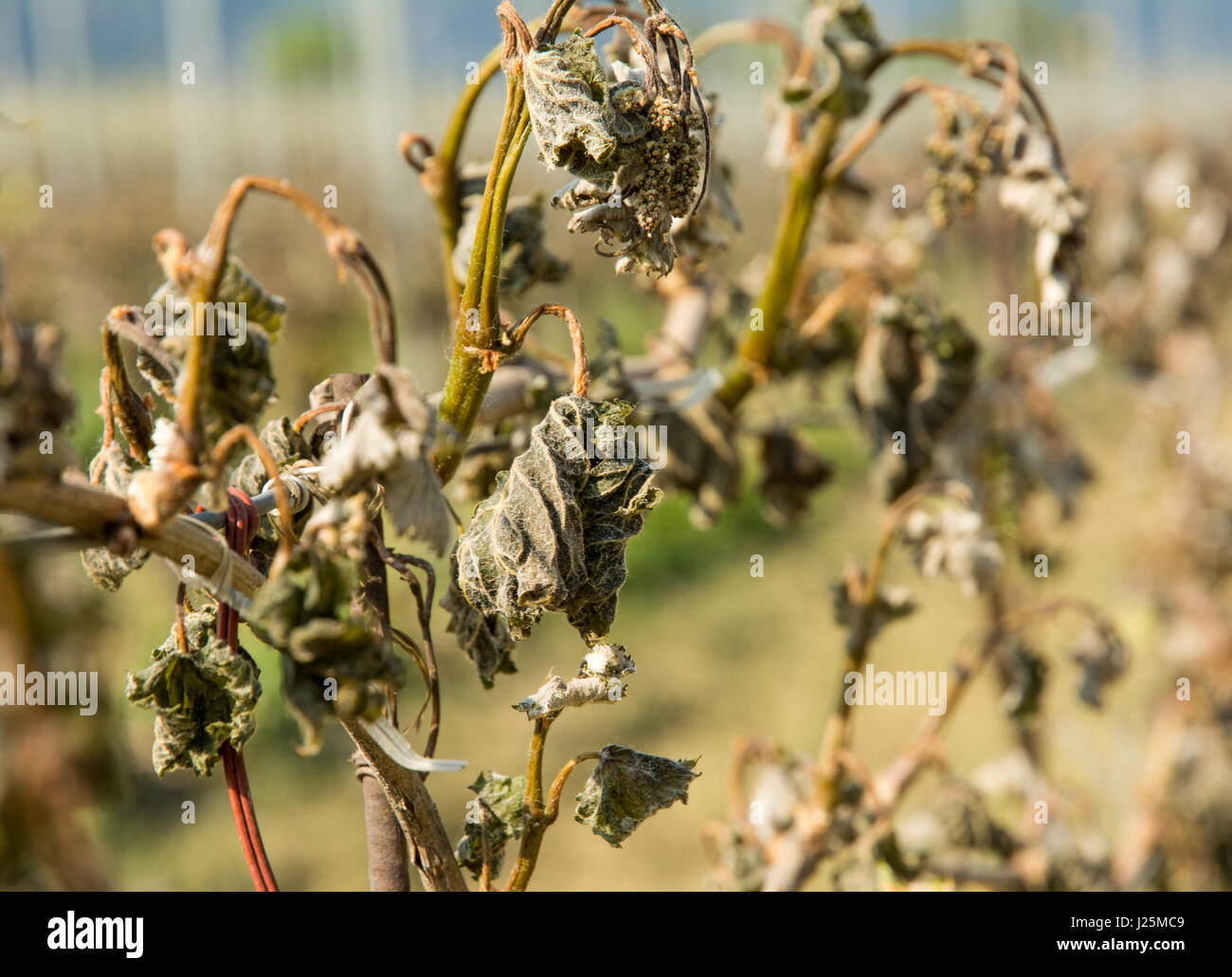 Vineyard hit by the cold. Natural disaster - dried grape leaves due to ...