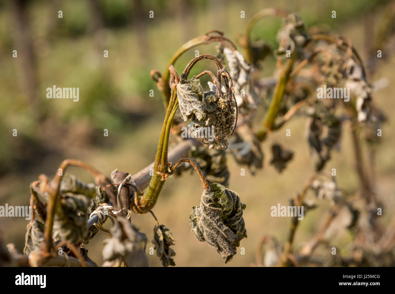 Vineyard hit by the cold. Natural disaster - dried grape leaves due to ...