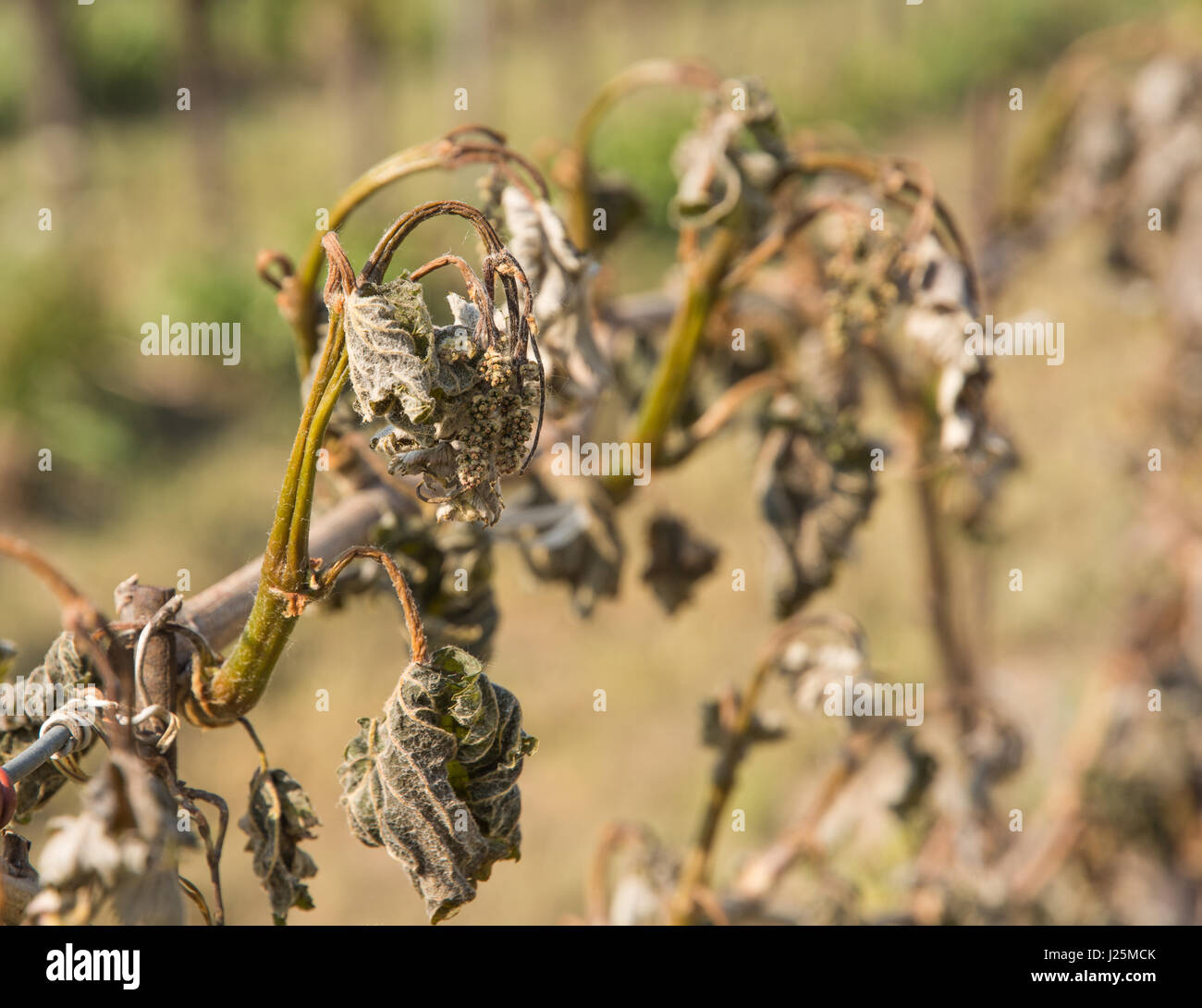 Vineyard hit by the cold. Natural disaster - dried grape leaves due to ...