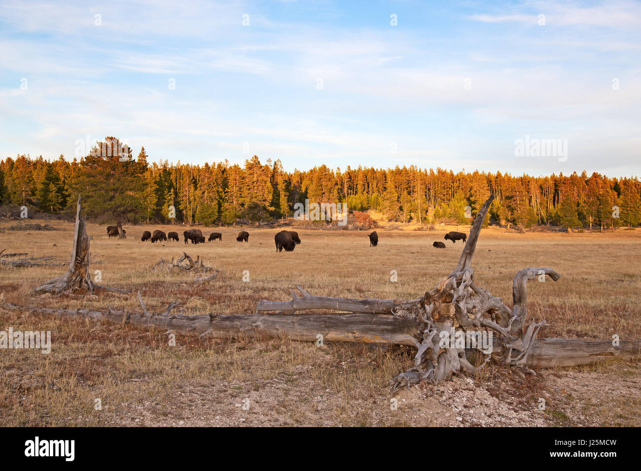 Sunset in the Yellowstone national park, Wyoming, USA Stock Photo - Alamy