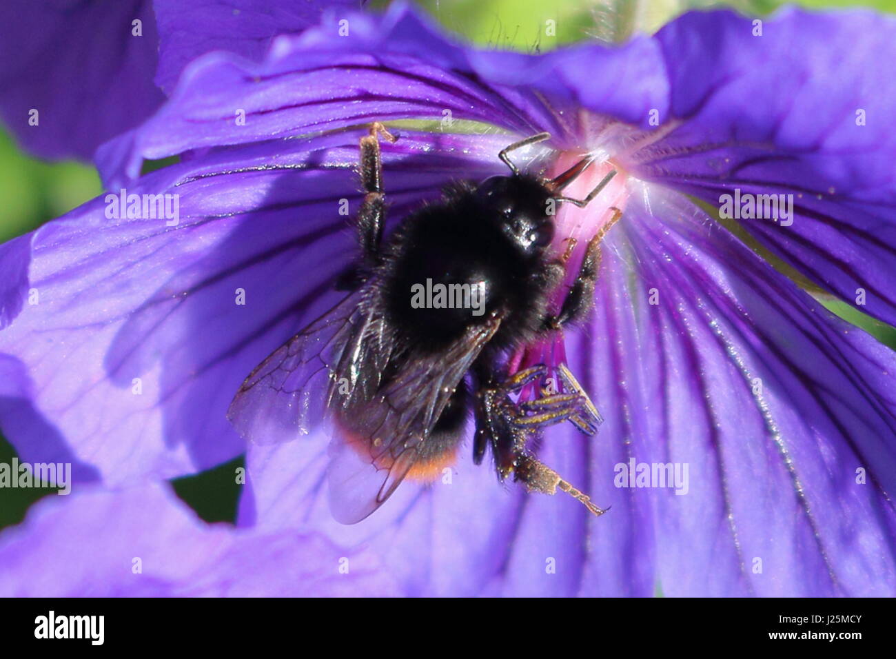 Purple patch. Bee collecting pollen from geranium flower in the garden ...