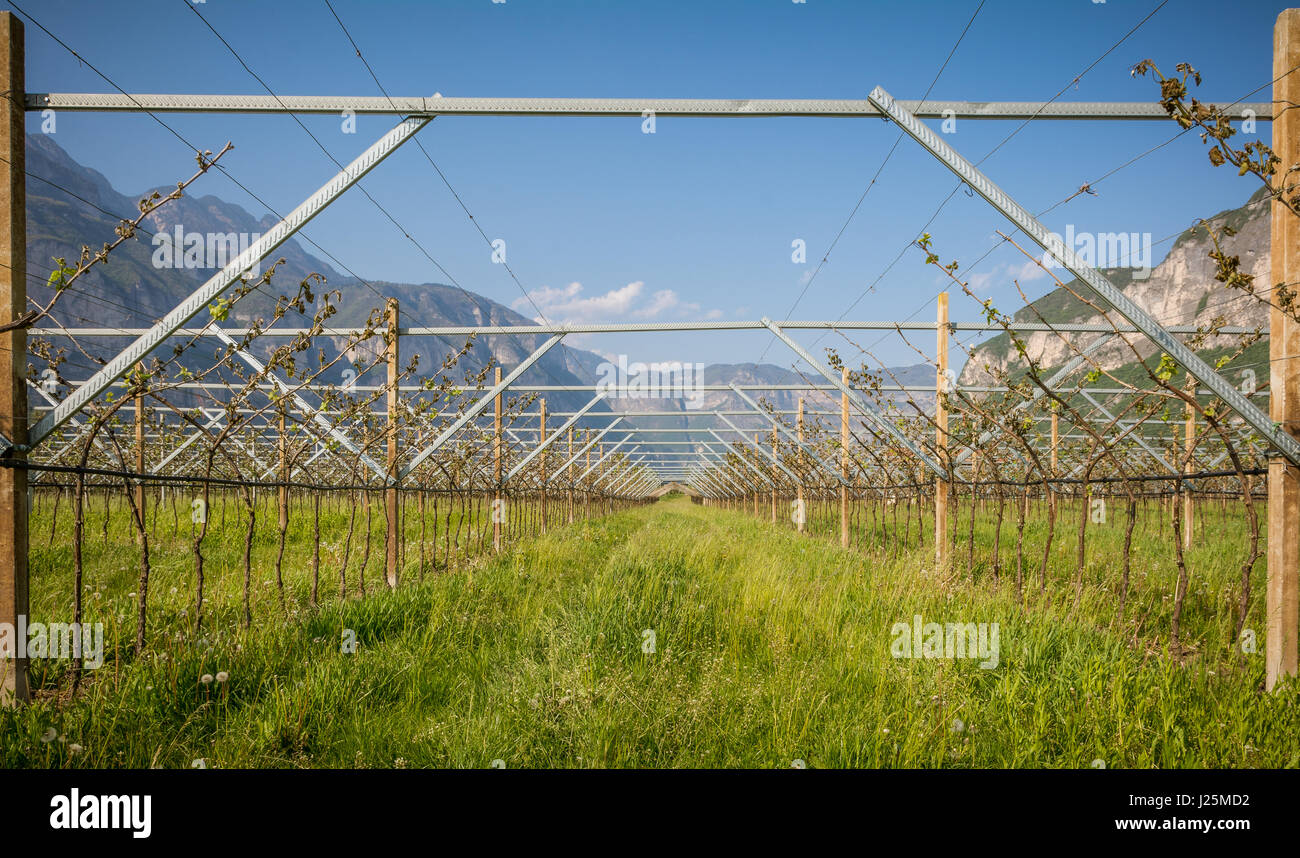 Vineyard hit by the cold. Natural disaster - dried grape leaves due to ...