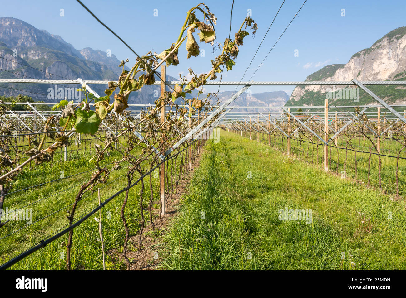 Vineyard hit by the cold. Natural disaster - dried grape leaves due to ...