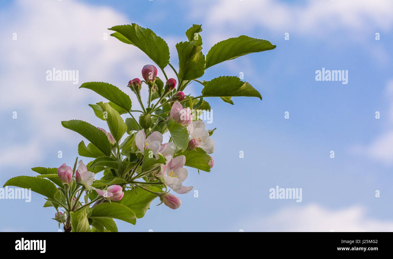 Apple blossoms in spring. Spring flowering of the field of apples Stock ...