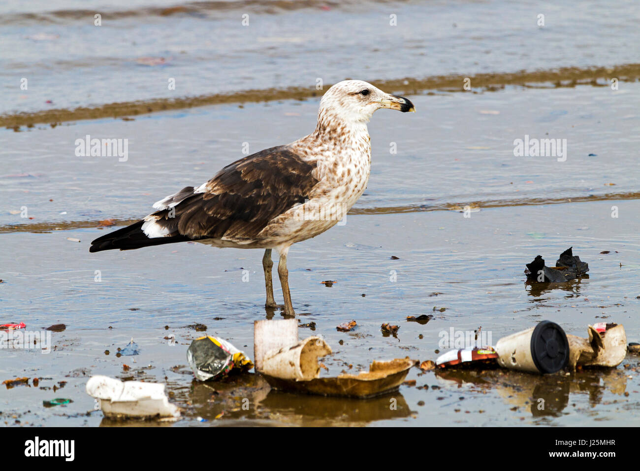 Petrel bird wading in polluted shallow water of harbor, Durban South ...