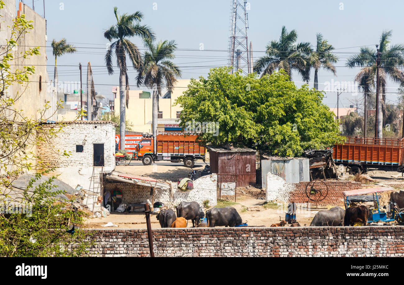 Cows enclosed in a trackside smallholding on the Kathgodam to Delhi ...