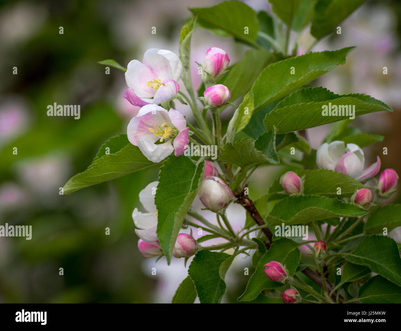 Apple blossoms in spring. Spring flowering of the field of apples Stock ...