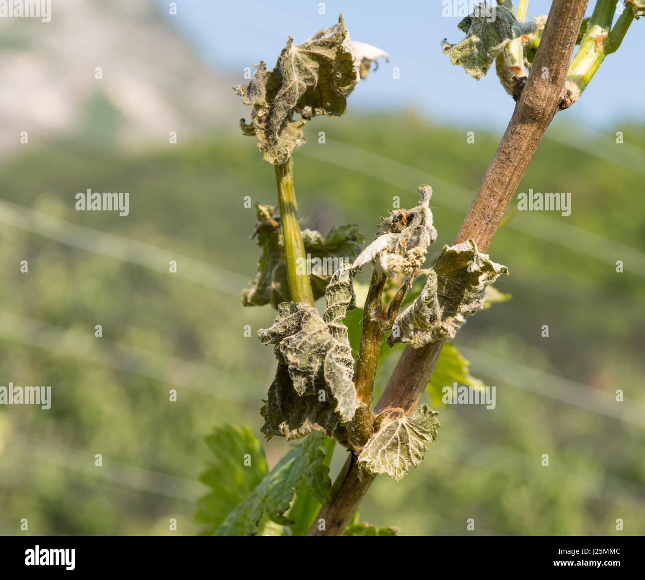 Vineyard hit by the cold. Natural disaster - dried grape leaves due to ...